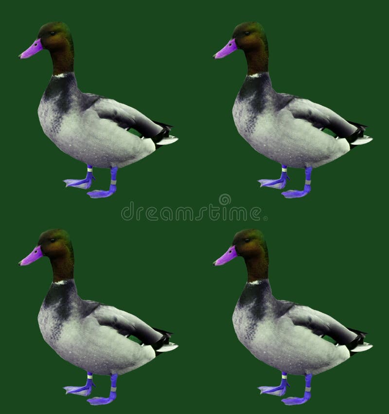 Abstract and Contemporary Retro Duck Greeting Card Design Stock Image ...