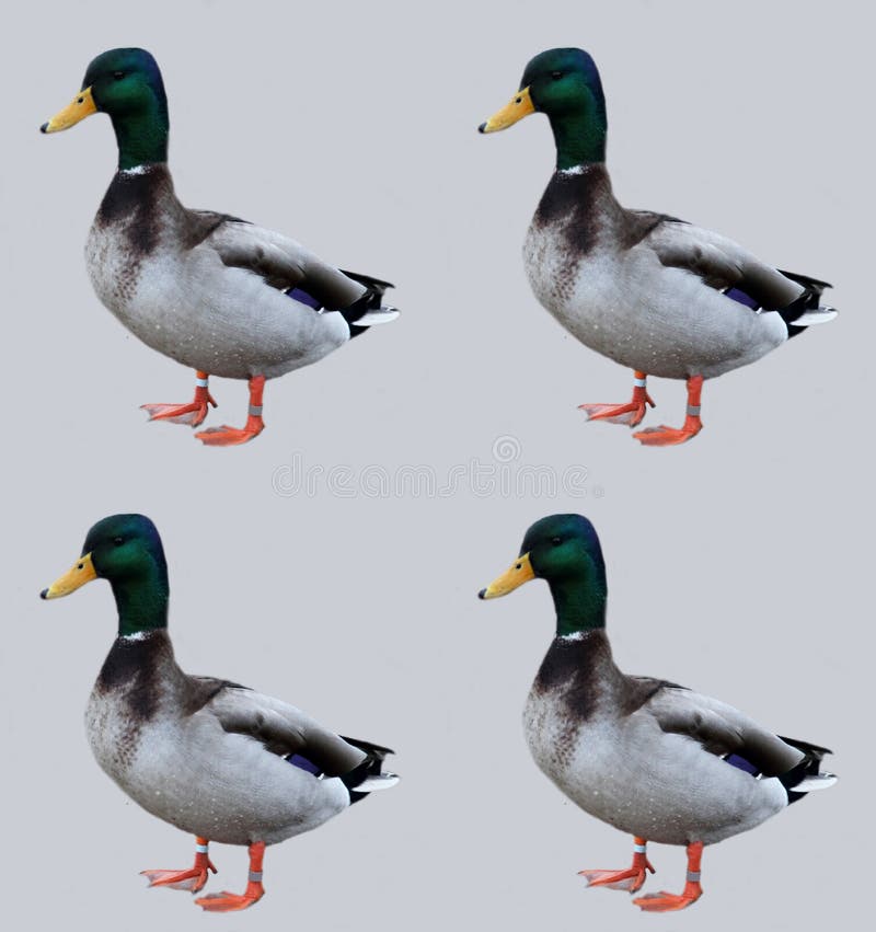 Abstract and Contemporary Retro Ducks Greeting Card Design Stock Image ...