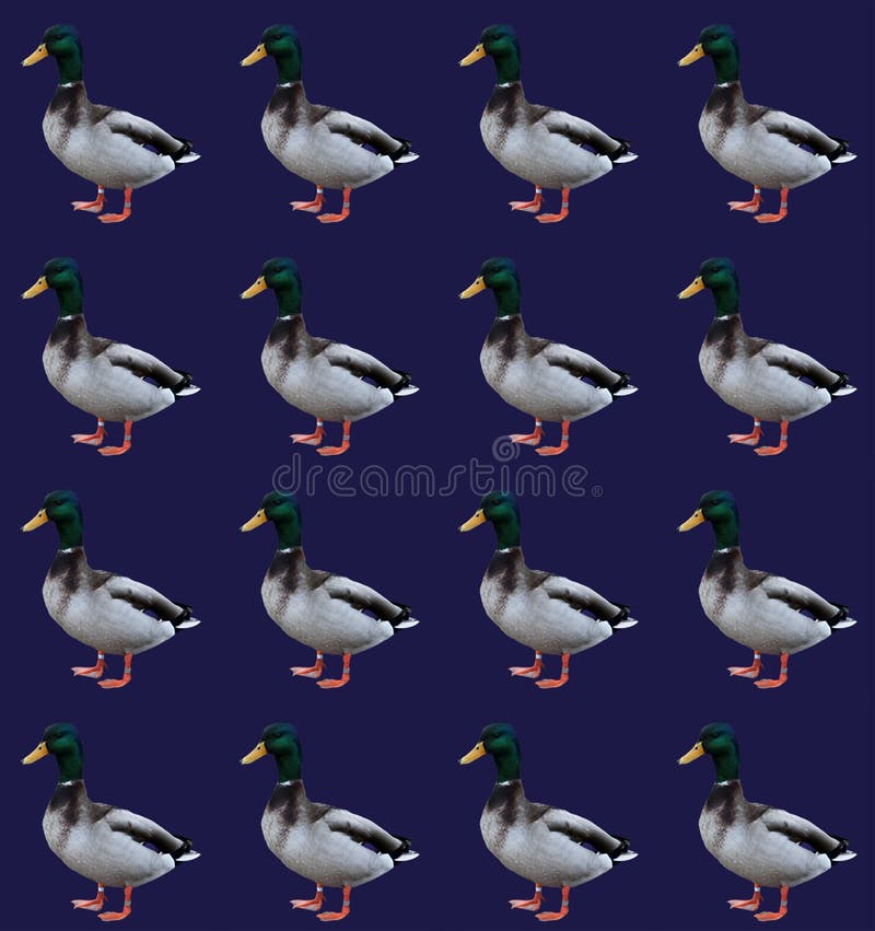 Abstract and Contemporary Retro Ducks Greeting Card Design Stock Photo ...