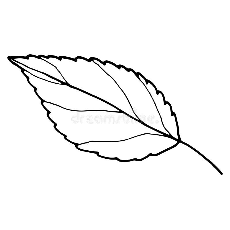 Abstract Contour Leaf Isolated Stock Vector - Illustration of isolated ...