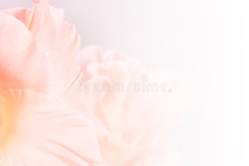 Abstract coral background stock illustration. Illustration of light ...