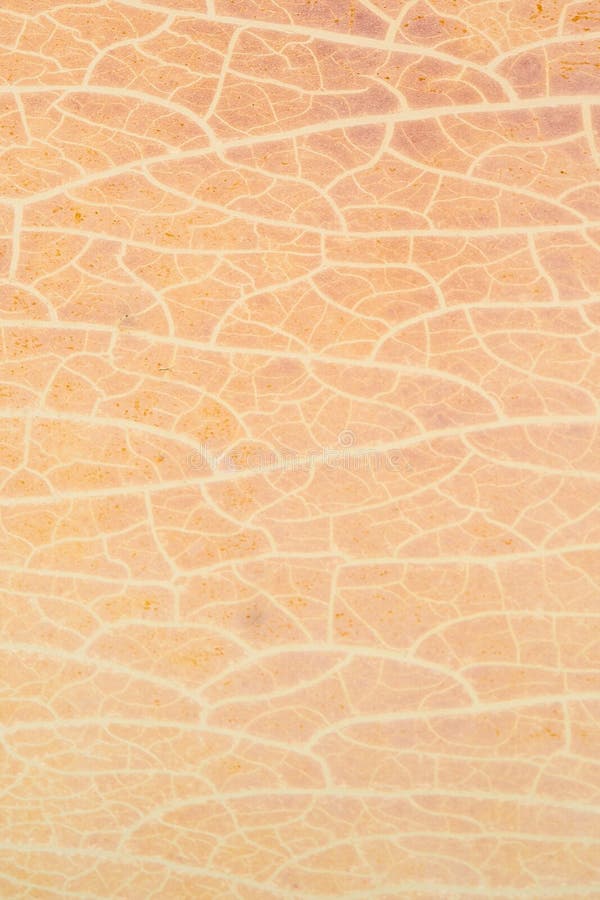 Abstract Cracked Pattern on Dry Plastic Surface Texture.Cracking ...