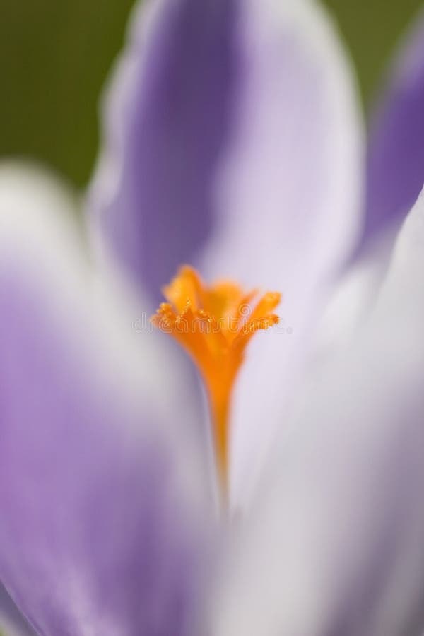 Abstract crocus background stock photo. Image of lilac - 2178678