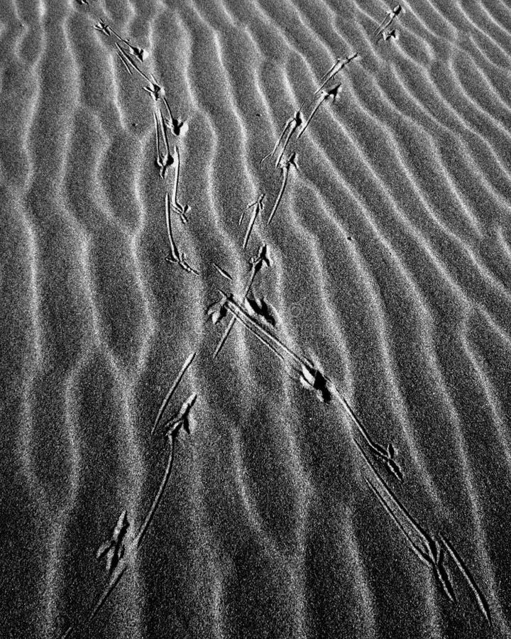Abstract of Crossing Bird Tracks on Sand B&W Stock Photo - Image of ...