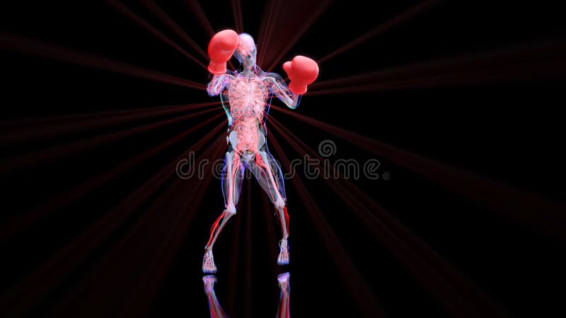 3D anatomy of a man boxing stock illustration. Illustration of steroids ...