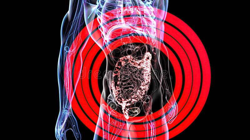 3d anatomy view of the gut stock illustration. Illustration of bacteria ...