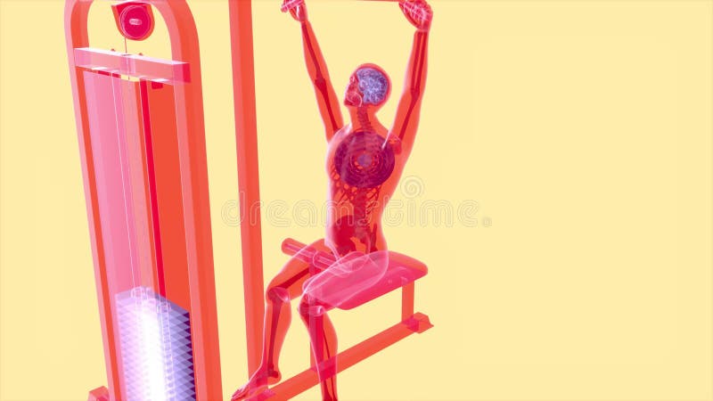 Anatomy of a X-ray Man Doing Fitness Stock Footage - Video of ...