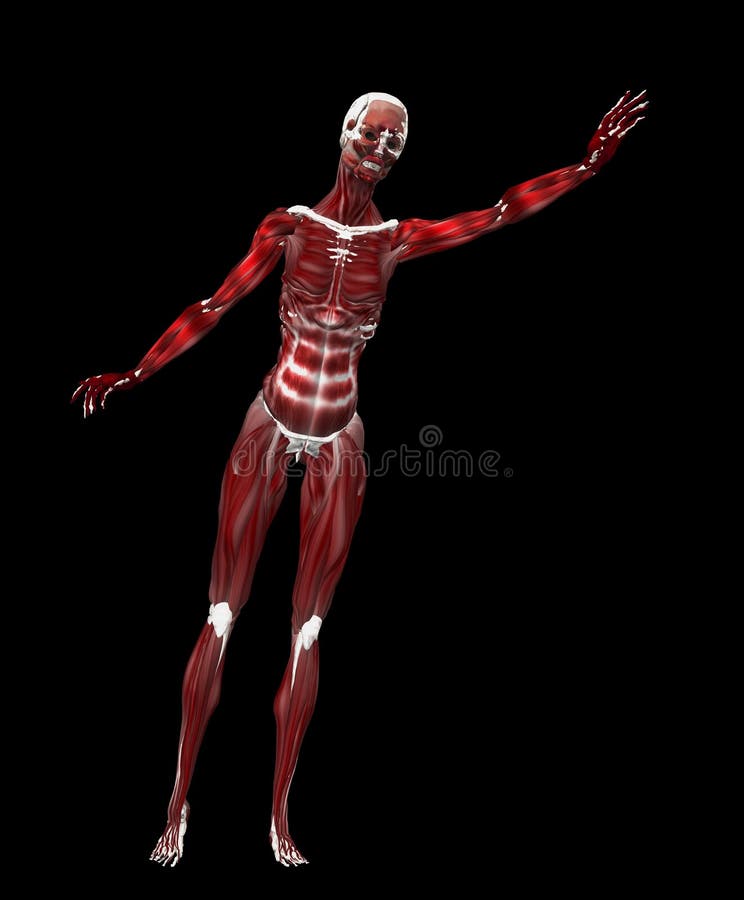 Skeleton Muscles Human Female Stock Illustration - Illustration of skin ...