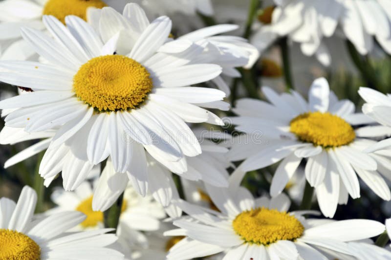 Abstract daisies stock photo. Image of spring, petals - 42707614