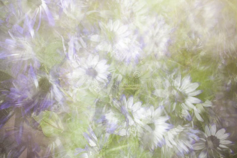 Abstract Daisy Floral Background Stock Illustration - Illustration of ...