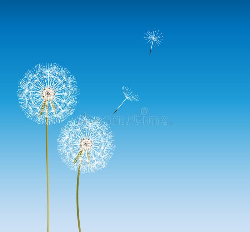 Dandelion fly stock vector. Illustration of nature, biology - 20362784