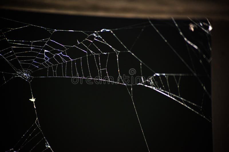 206 Torn Spider Stock Photos - Free & Royalty-Free Stock Photos from ...