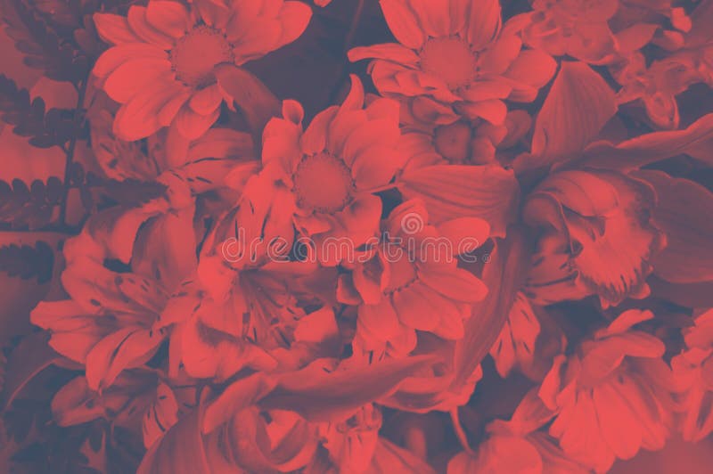 Abstract Dark Soft Red Flowers Background. Stock Photo - Image of flora ...