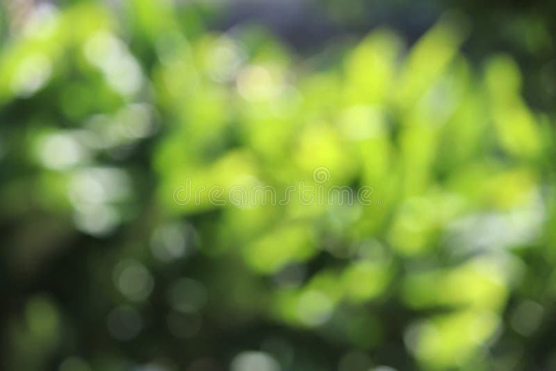 Abstract Defocused Green Nature Stock Image - Image of greenery, green ...