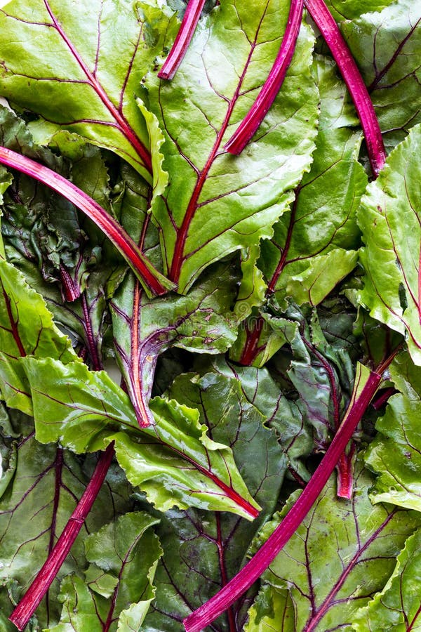 An Abstract Design of Beet Leaves and Stems. Stock Image - Image of ...