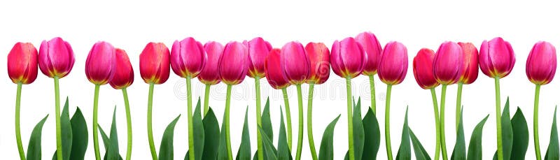 Abstract Design of Wide Panoramic Floral Border with Many Tulips Stock ...
