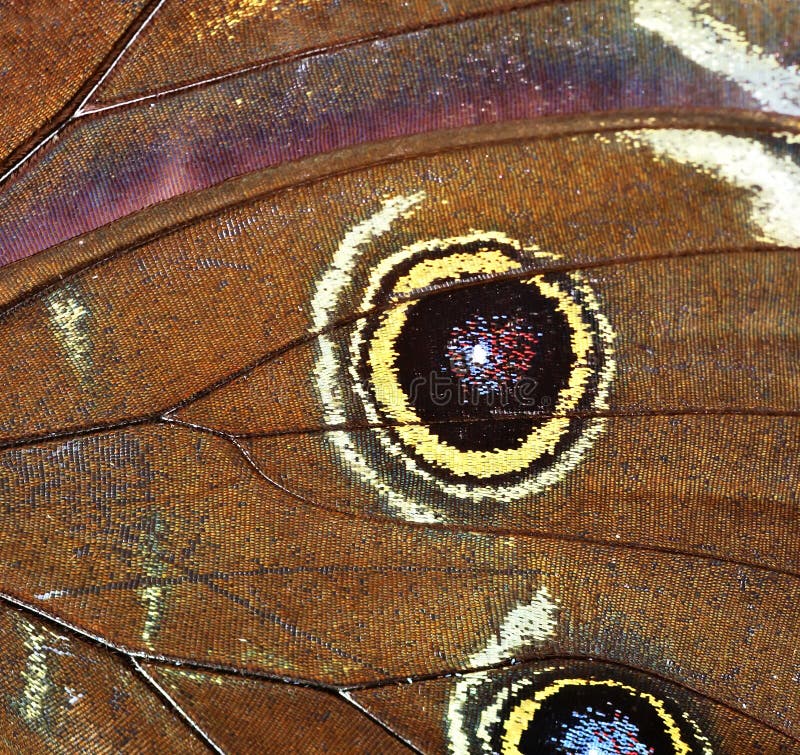 Abstract - Detail of Butterfly Wings Stock Image - Image of detail ...