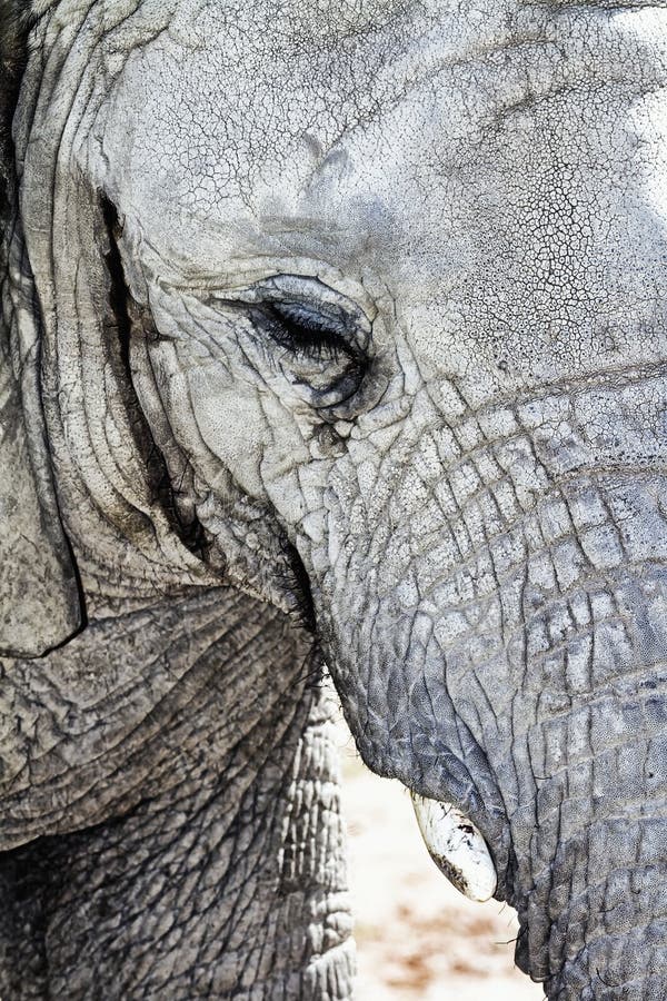 Abstract Detail of an Elephant Head Stock Image - Image of nature ...