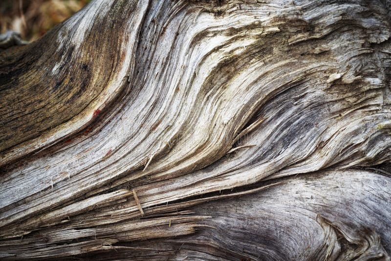 Abstract Detail on Old Colored Rotten Wood Stock Photo - Image of ...