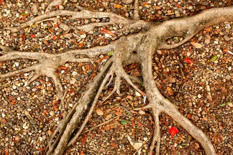 Abstract Detail of Tree Roots Stock Photo - Image of vegetation, tree ...