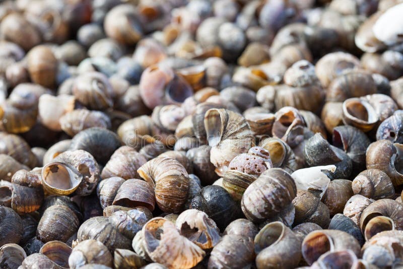 Abstract Detailed Photo. Cluster of Mollusk Shells on the Shore Closeup ...