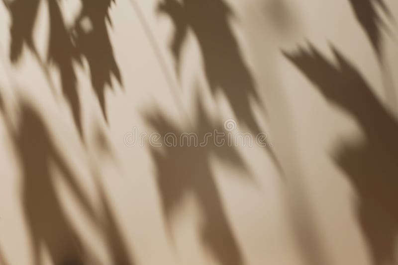 Shadow of Leaves on Solid Beige Wall Texture Background Stock Photo ...