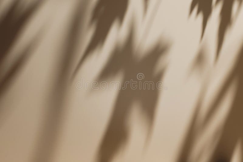 Shadow of Leaves on Solid Beige Wall Texture Background Stock Image ...