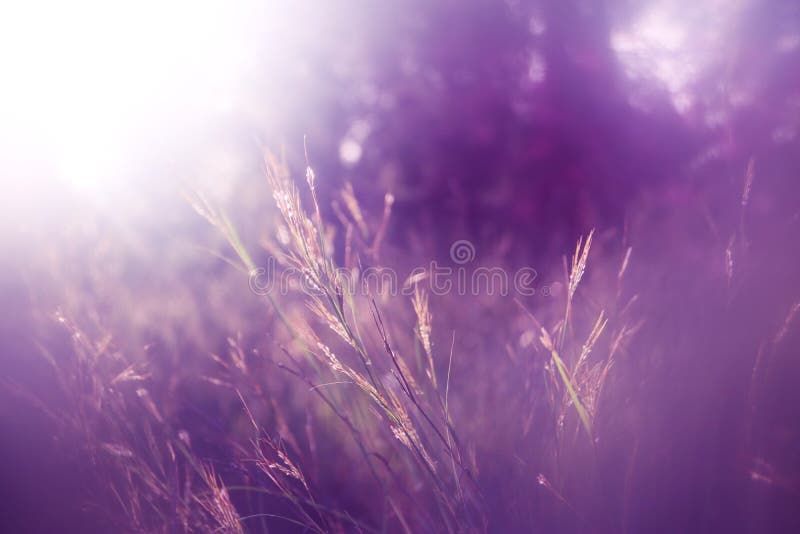 Abstract Dreamy Photo of Forest Meadow at Sunset Stock Photo - Image of ...