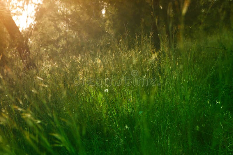 Abstract Dreamy Photo of Forest Meadow at Sunset Stock Image - Image of ...