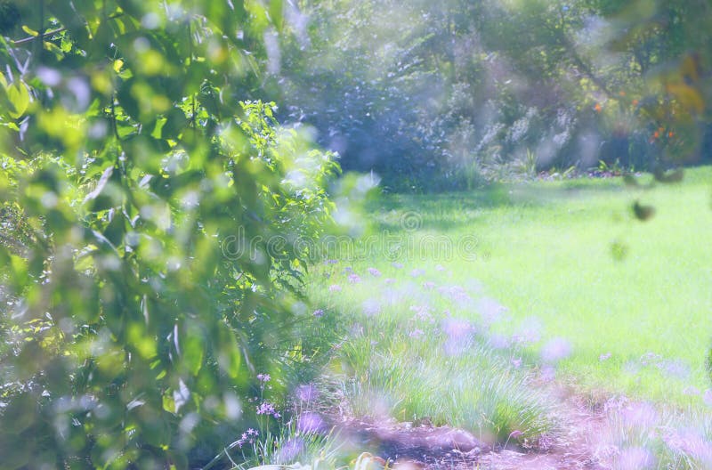 Abstract and Dreamy Banner Background of of Spring Blossoms Tree with ...