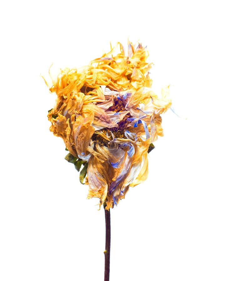 Abstract dried Aster stock image. Image of aster, petal - 67467205