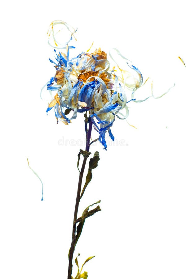 Abstract dried Aster stock photo. Image of flora, pressed - 67467214