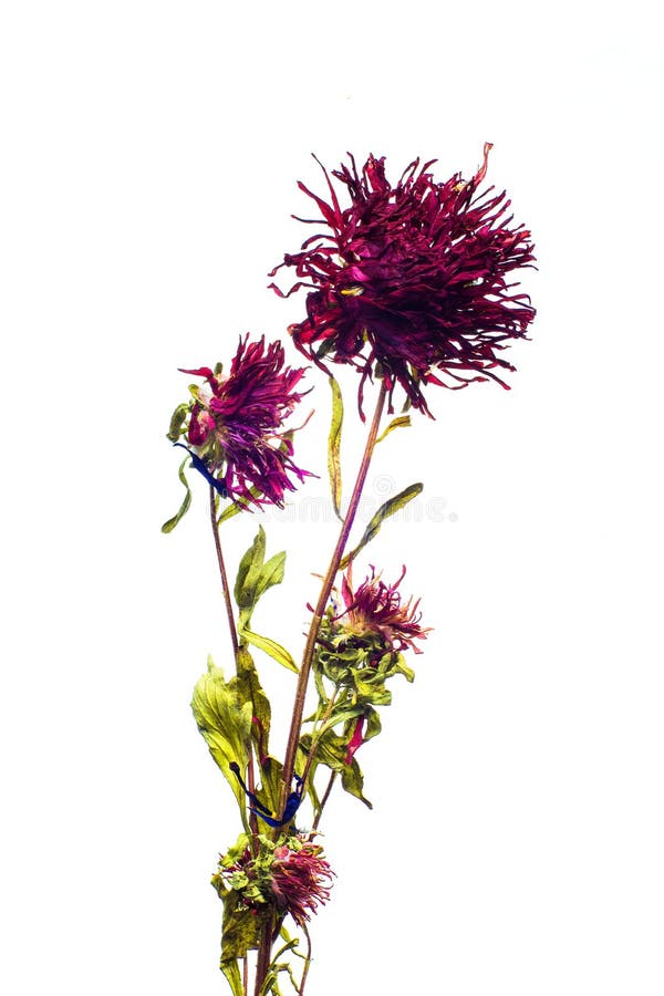 Abstract dried Aster stock image. Image of pressed, aster - 67467237