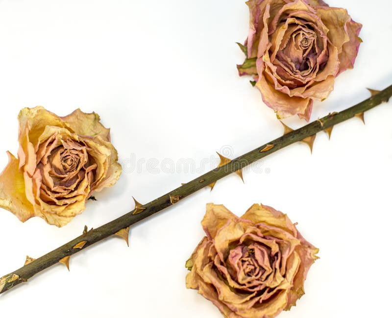 Abstract - Dried Rose Stem with Thorn Stock Photo - Image of nature ...