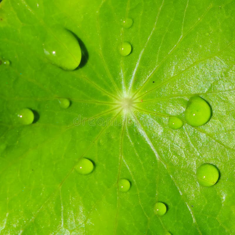 Abstract Drop on Green Leaf Stock Image - Image of drop, life: 42826931
