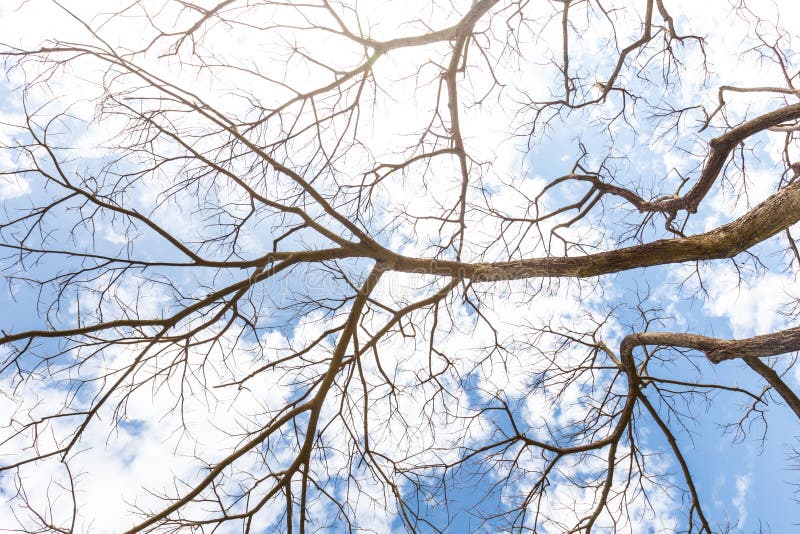 An Abstract Dry Branch with Cloud and Blue Sky Stock Photo - Image of ...