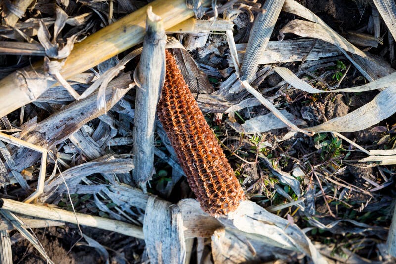Abstract Dry Corn Cob on Leafs Stock Image - Image of agricultural ...