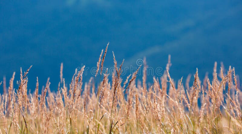 Dry grass on meadow stock photo. Image of rural, spring - 78267120