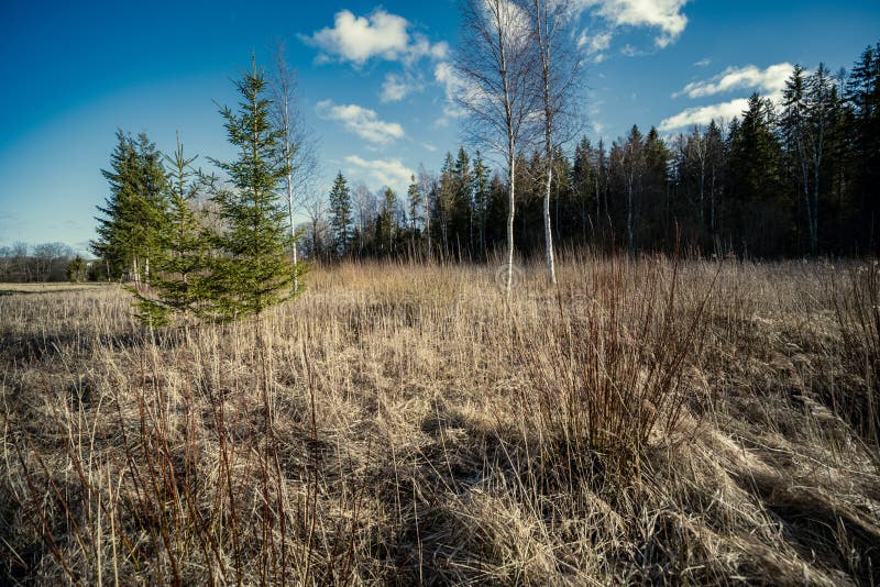 Abstract Dry Grass Texture in Nature Spring Stock Image - Image of ...
