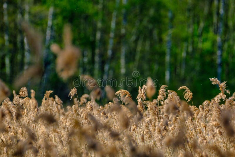 Abstract Dry Grass Texture in Nature Spring Stock Image - Image of ...