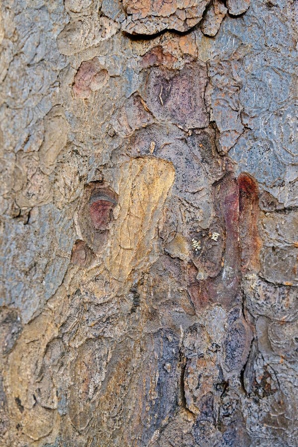Abstract Earth Coloured Bark Pattern Stock Image - Image of brown ...