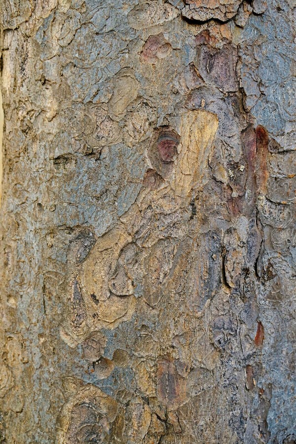 Abstract Earth Coloured Bark Pattern Stock Image - Image of bark ...