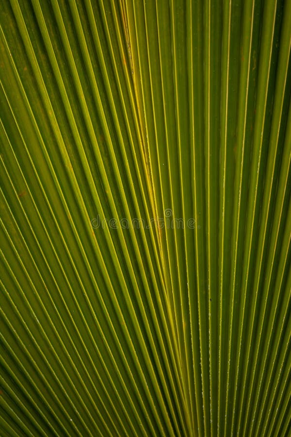 Abstract Effect with Folded Palm Leaves. Vegetable Background with ...