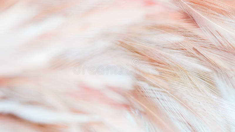 Abstract feather stock photo. Image of nature, modern - 140199080