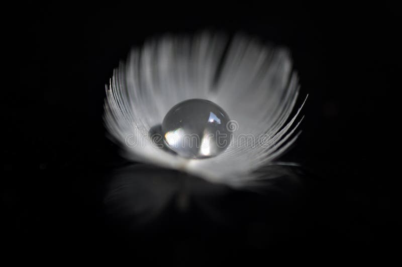 Abstract Feather Bird with Water Drop. Stock Image - Image of design ...