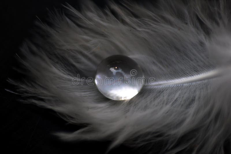Abstract Feather Bird with Water Drop. Stock Photo - Image of abstract ...
