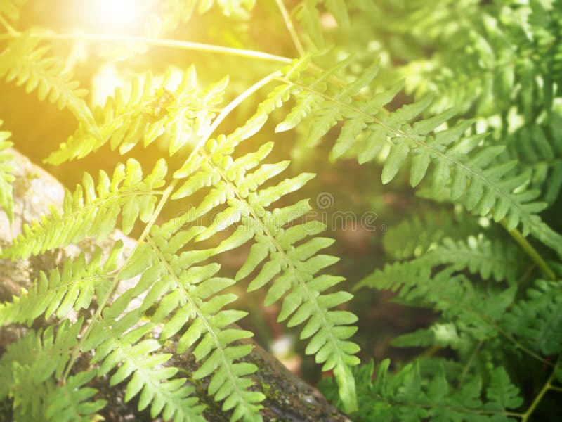 Abstract fern stock photo. Image of deciduous, amazing - 46547136