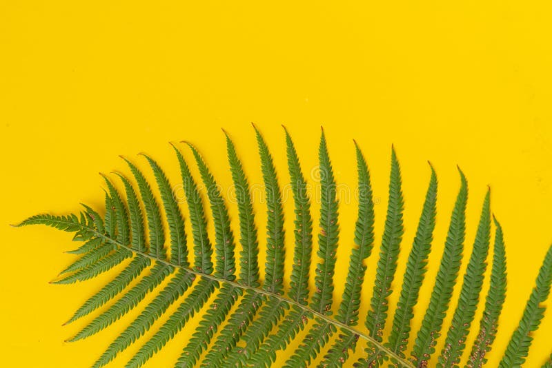 Abstract Fern Leaf Background on Color a Background Stock Image - Image ...