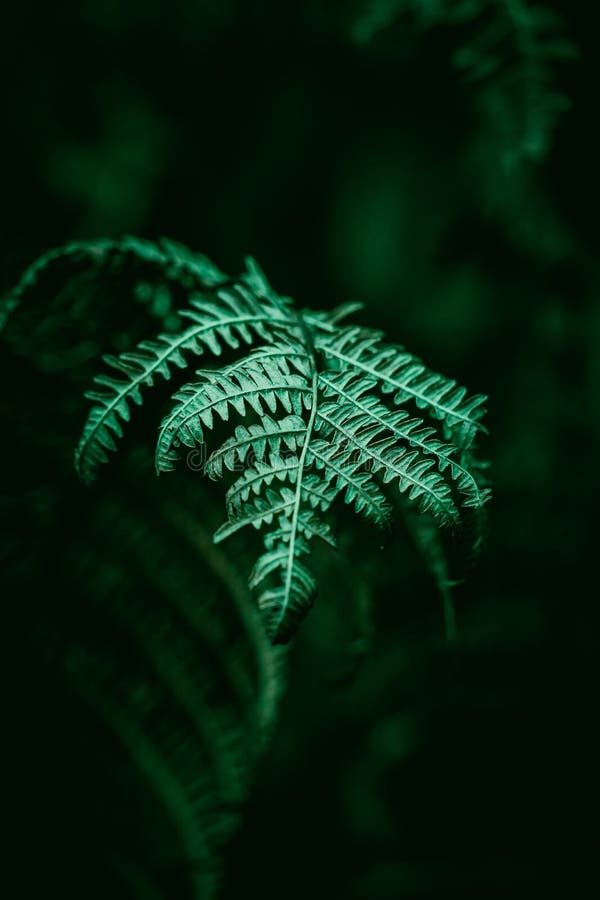 Abstract fern stock photo. Image of deciduous, amazing - 46547136