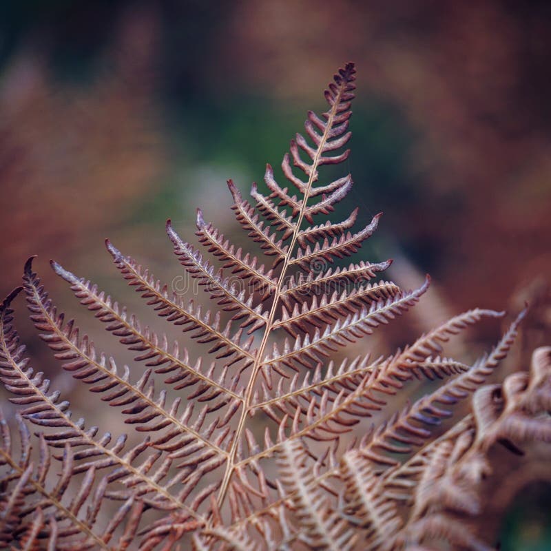 Abstract Fern Torsion in Spring Stock Image - Image of autumn, spring ...